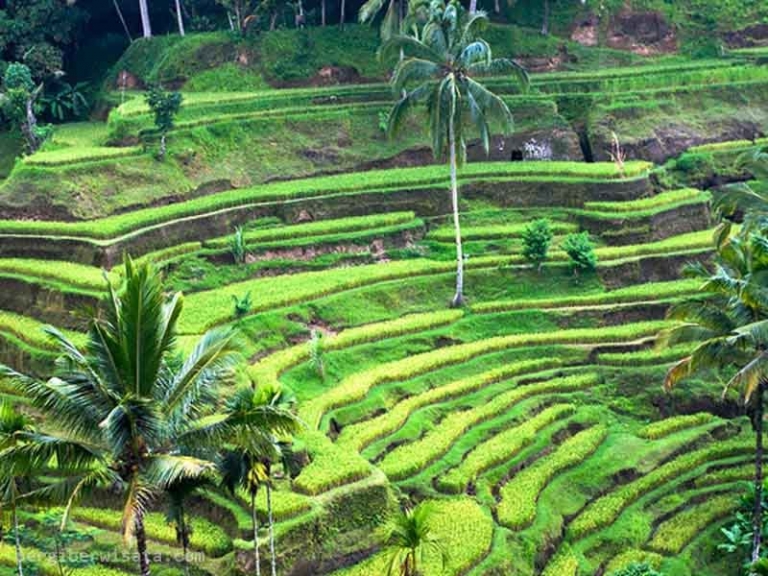 9 Desa Bali Terpopuler Dengan Daya Tarik Untuk Wisatawan Asing